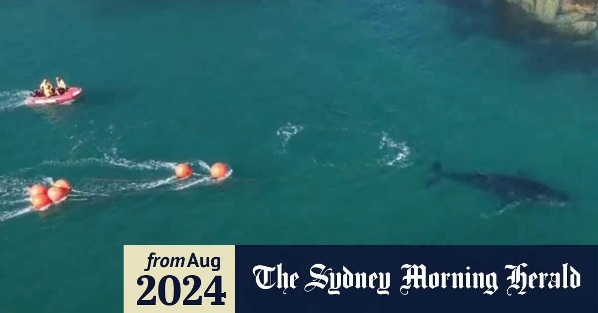 Video: Expert explains how crews rescued tangled humpback whale