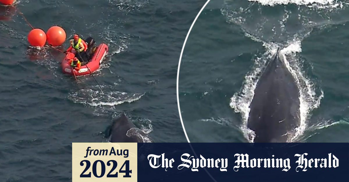 Video: Humpback whale freed after two-day rescue mission