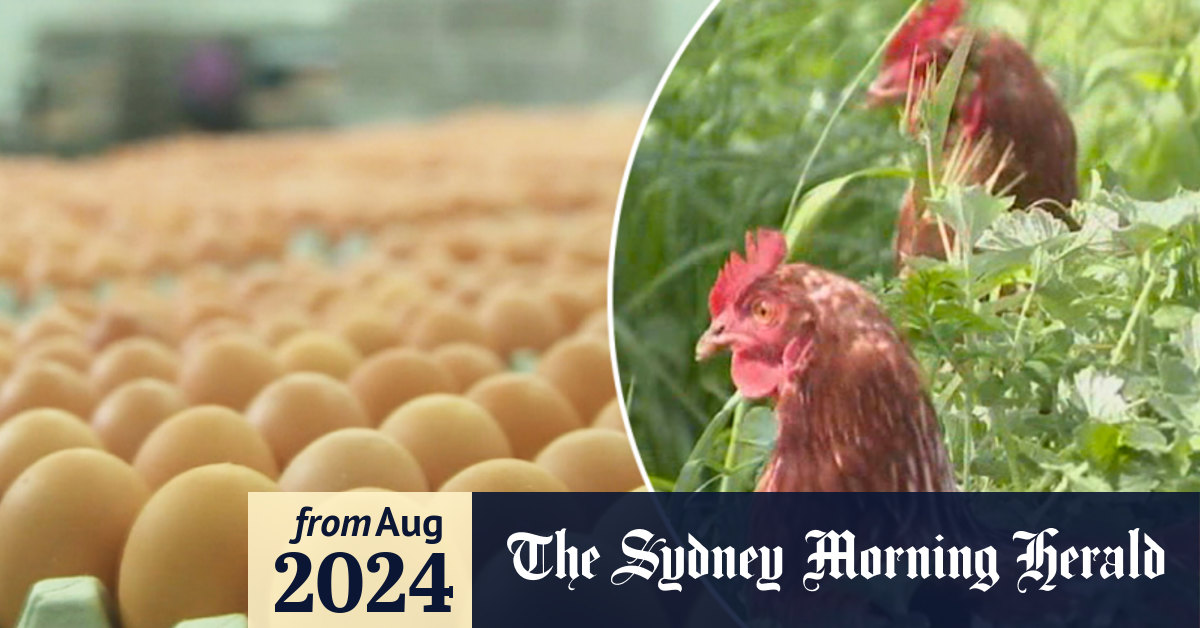 Video: WA hit by egg shortage amid bird flu outbreak