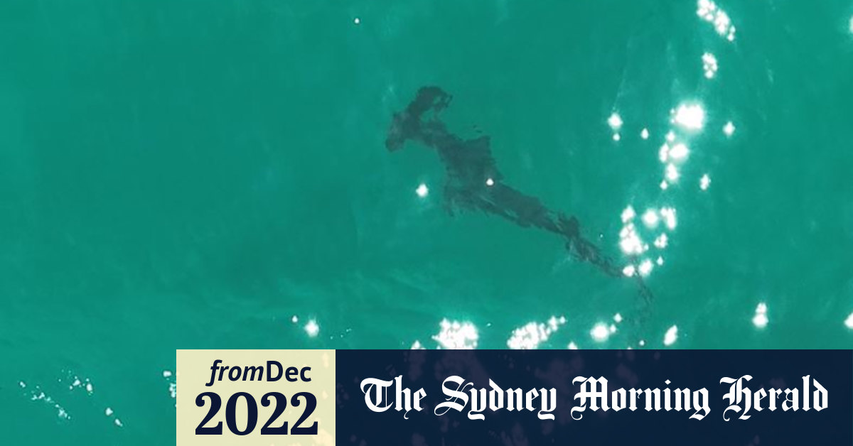 Video: Hammerhead shark spotted off Palm Beach