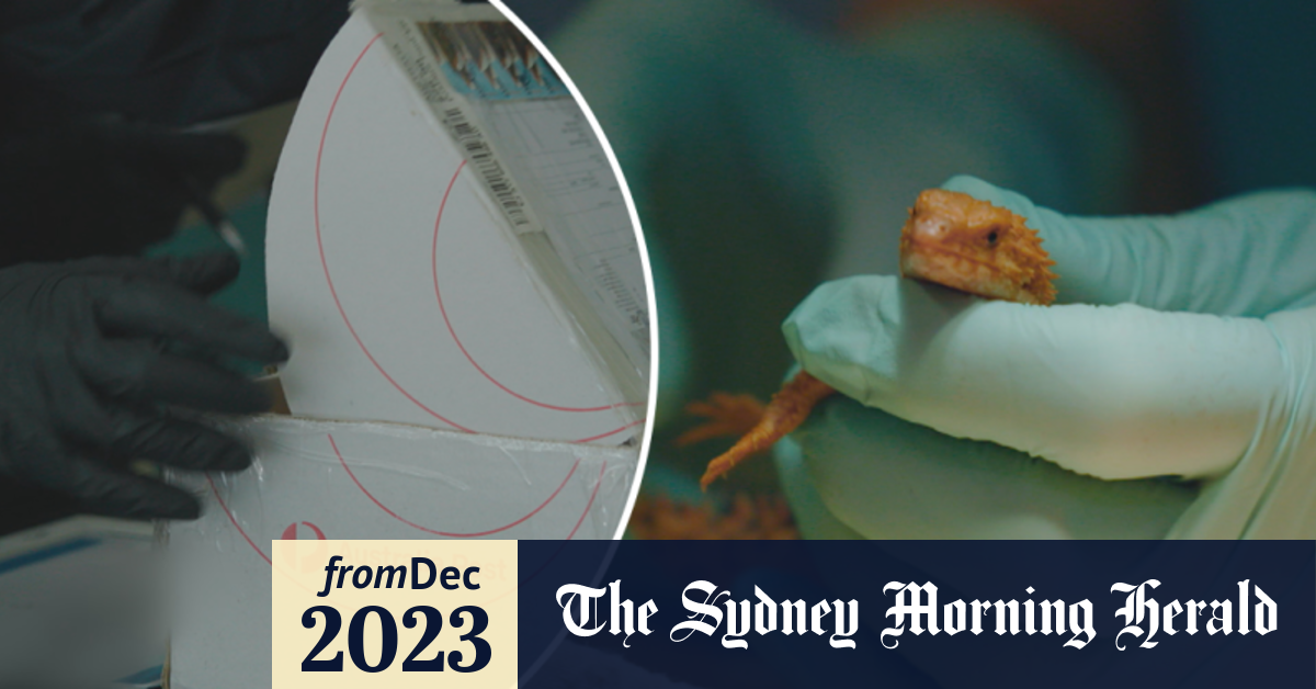 Video: Government crackdown on illegal wildlife smuggling