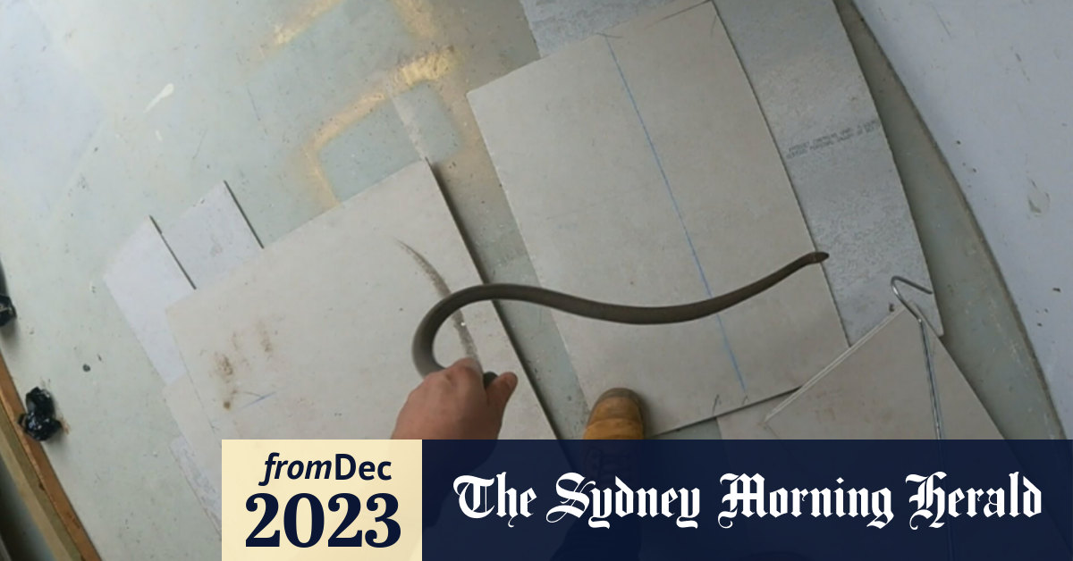 Video: Brown snake encounters on the rise in Queensland