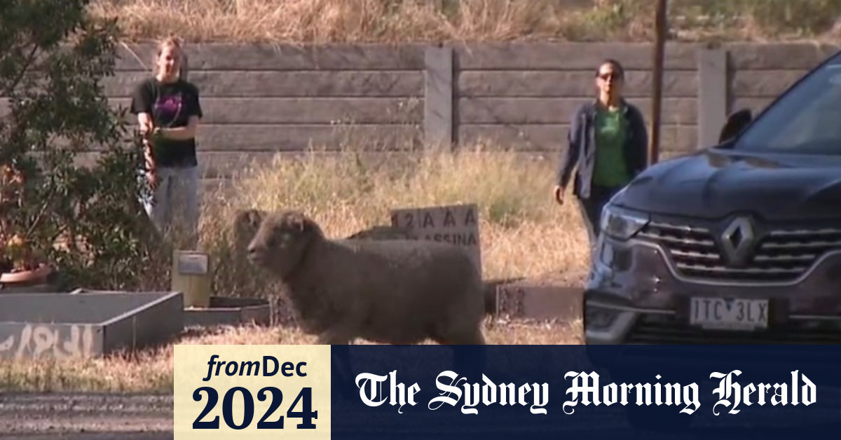 Video: Three-hour mission to rescue sheep stuck in cemetery