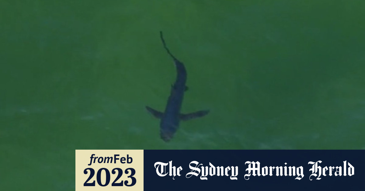 Video: Beaches closed after shark sighting in Victoria