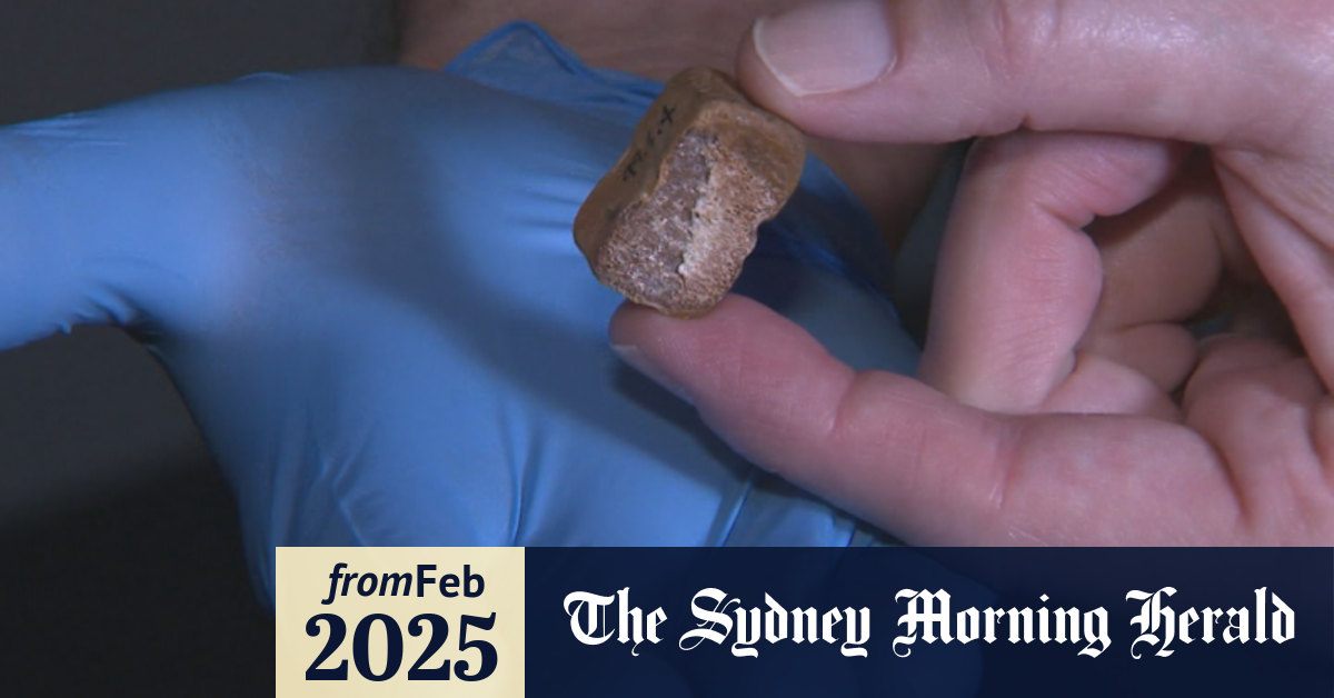 Video: Bone discovered three decades ago unlocks 100 million-year-old story