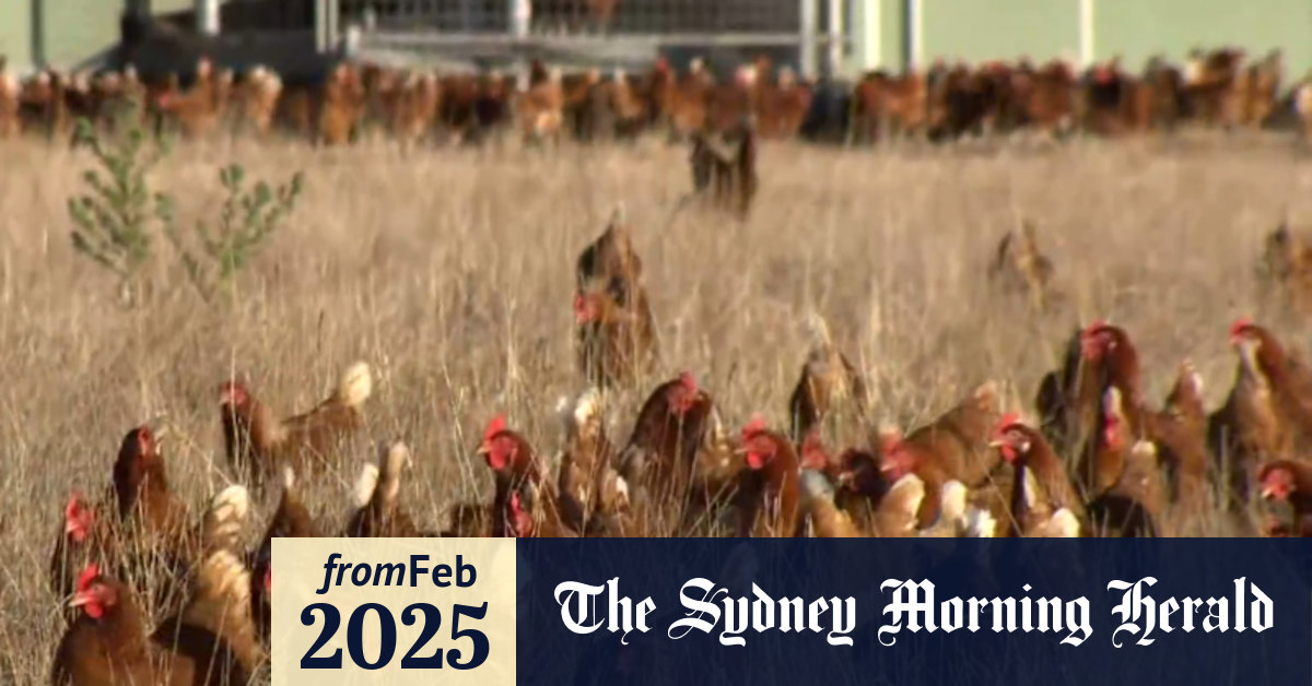 Video: Purchase limits on eggs after latest bird flu outbreak in Victoria