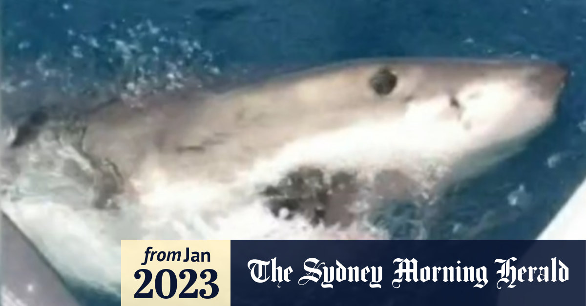 Video: Two fishermen attacked by great white shark in Victoria