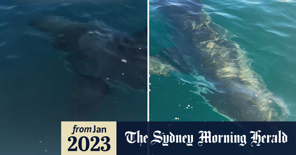 Video: Massive great white shark spotted cruising off South Australian ...