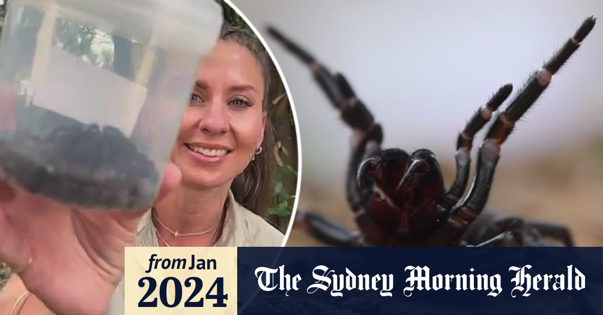 Video: Largest funnel web spider in history found in Newcastle