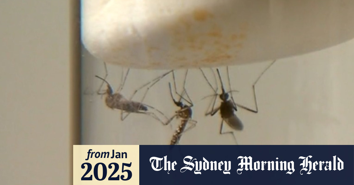 Video: Genetically modified mosquitoes could combat deadly diseases ...