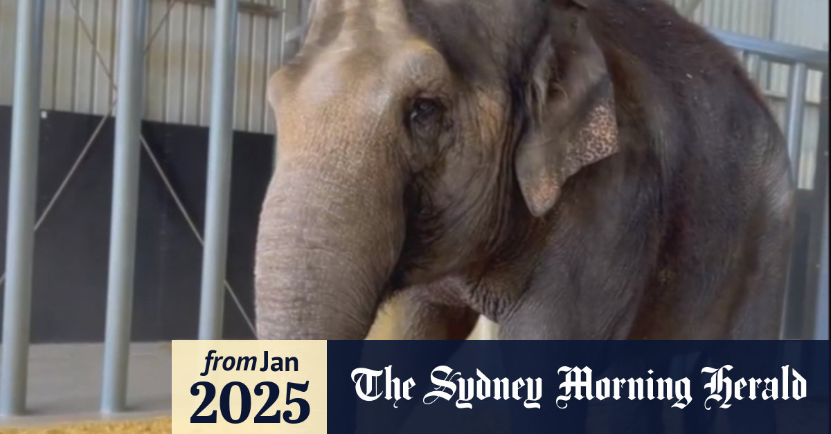 Video: Adelaide Zoo welcomes new elephant from Perth