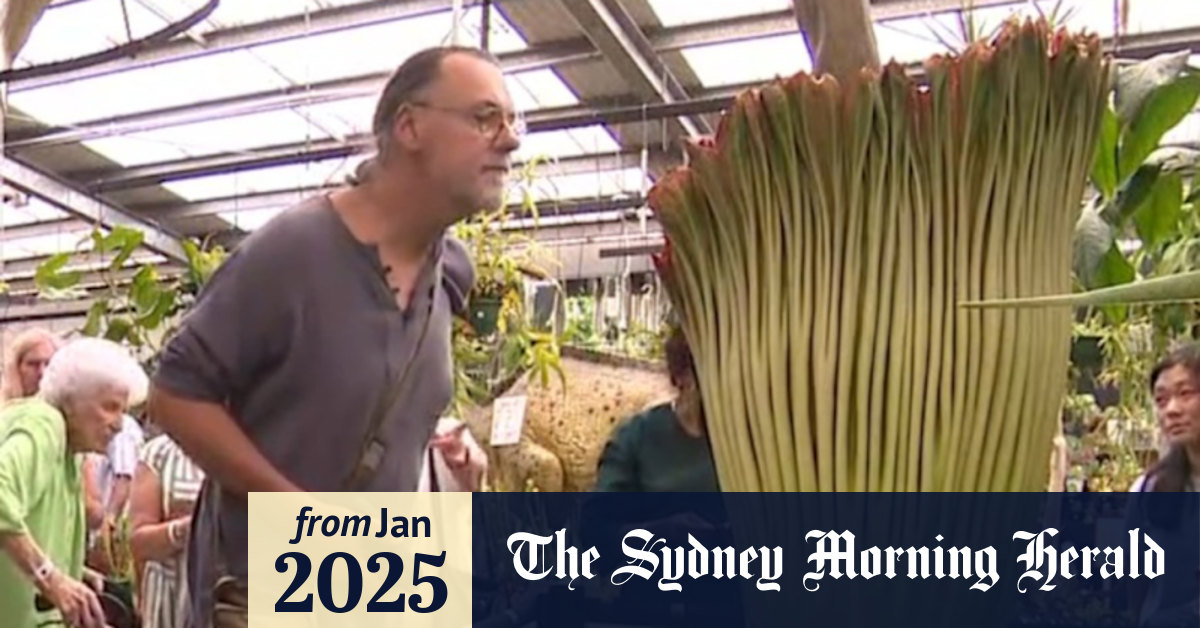 Video: Hundreds gather to smell one of world's stinkiest plants