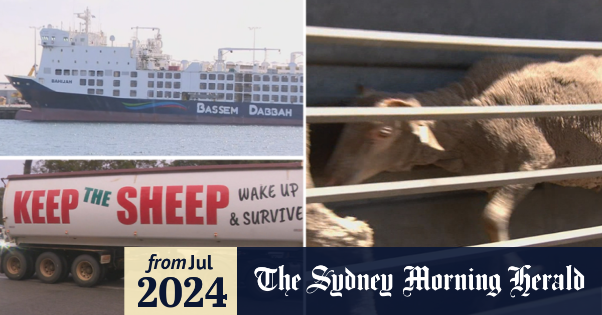 Video: WA farmers react to live sheep export ban