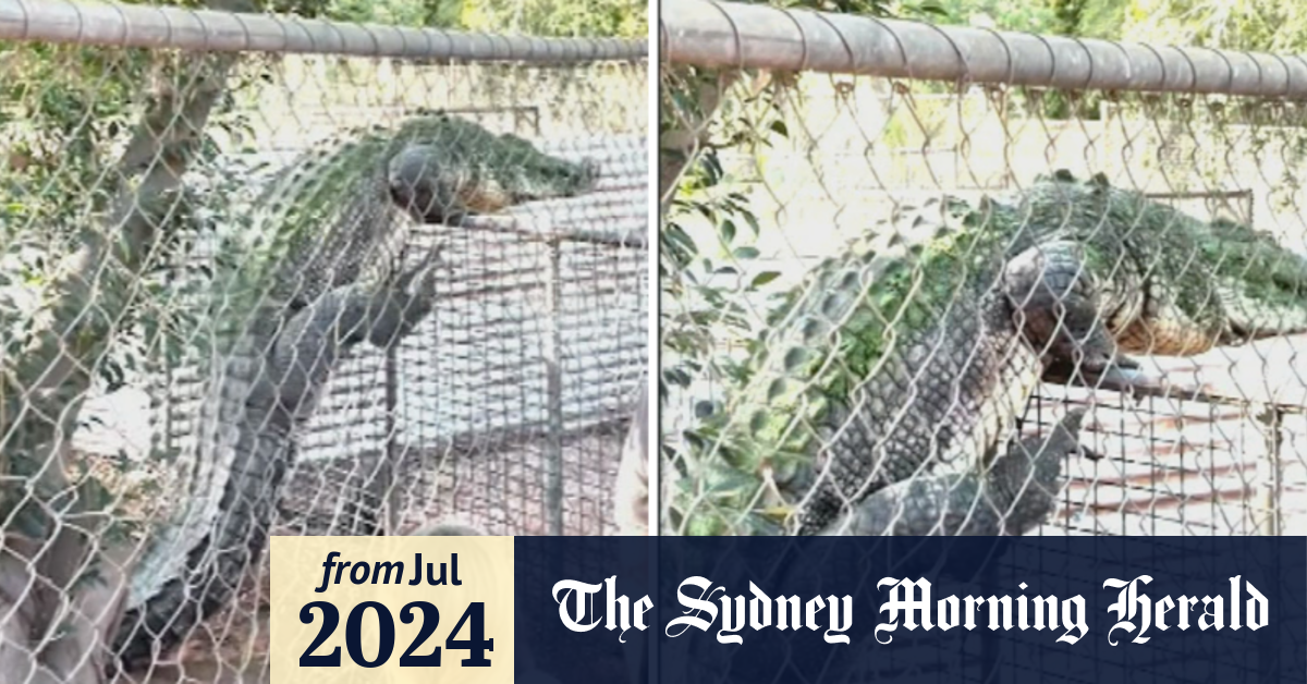 Video: Online video showing curious crocodile climbing fence in WA goes ...