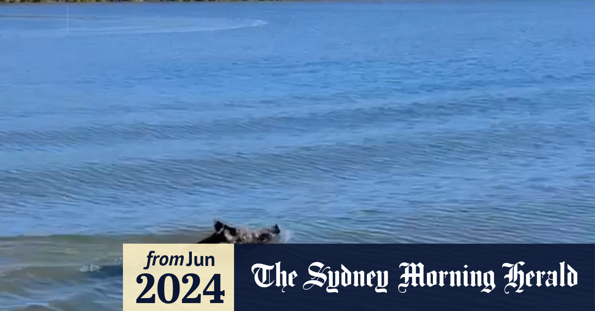 Video: Feral pig makes a dash across river as numbers explode