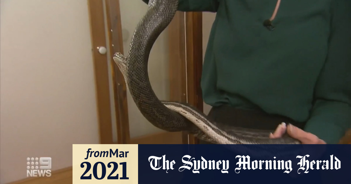 Video: Snake missing in WA