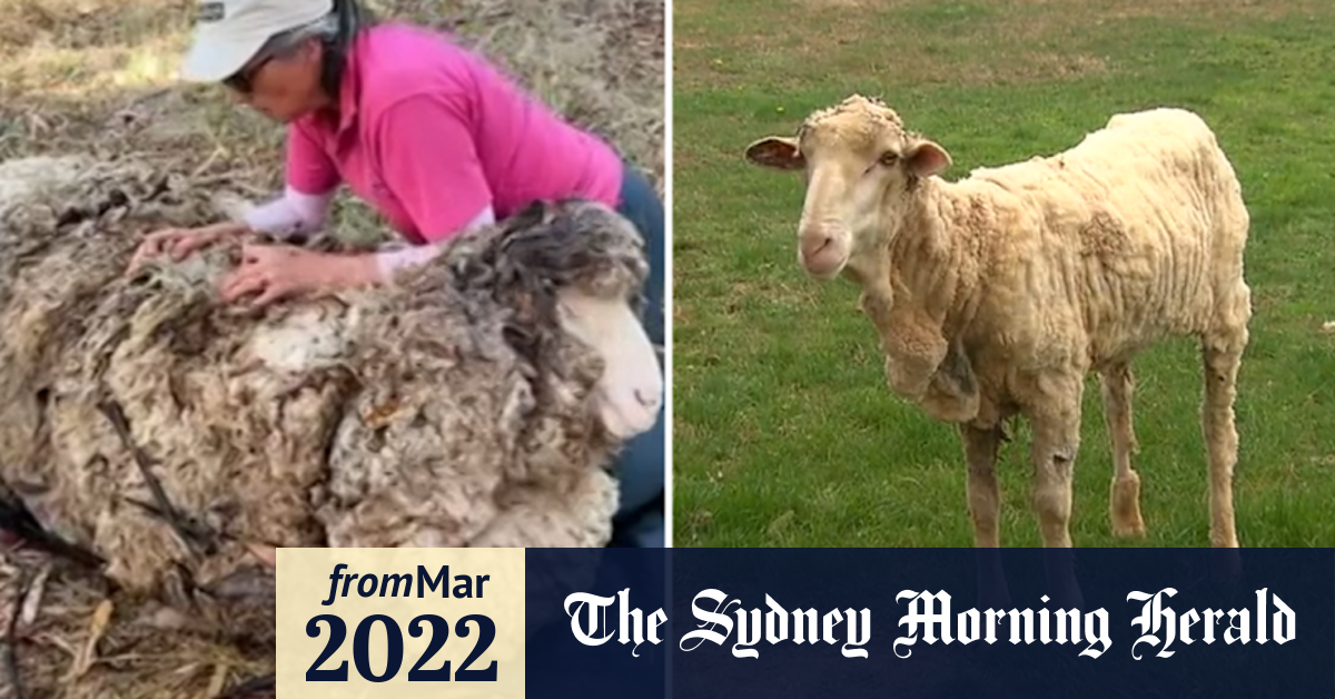 Video: Helpless sheep sheared back to life