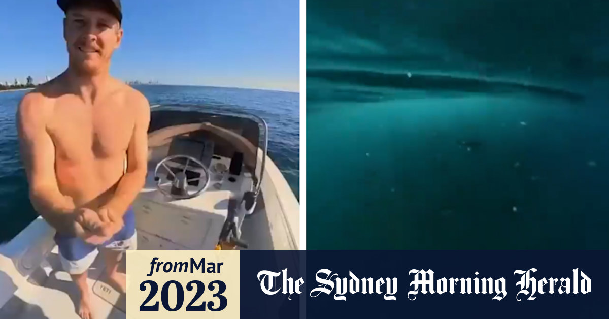 Video: Hundreds of sharks filmed in water off Gold Coast over weekend