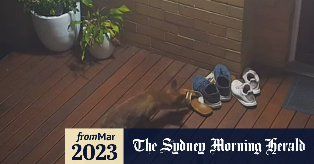 Video: Brazen fox captured stealing shoes from family home