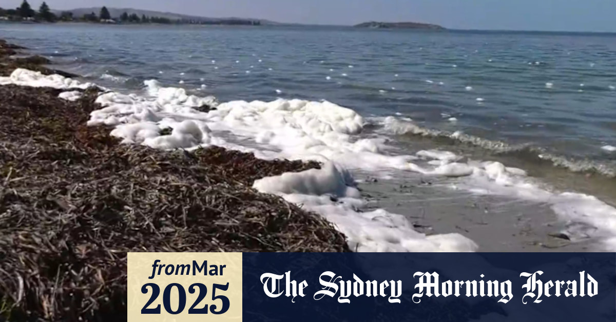 Video: Toxic foam washing up on South Australian beaches identified