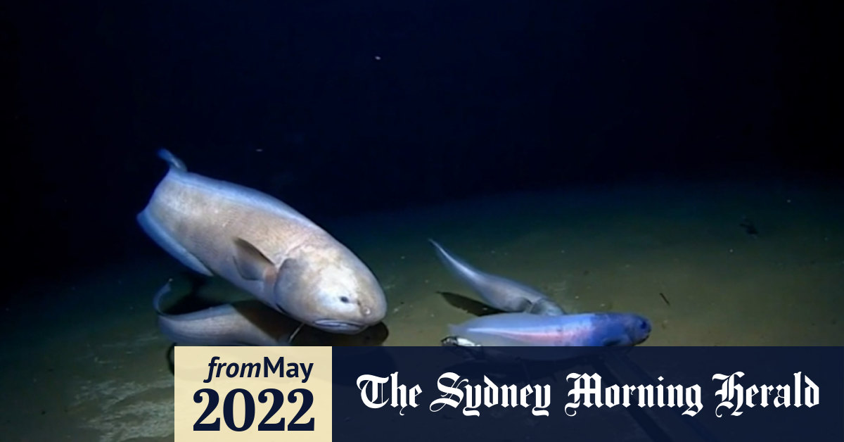 Video: Scientists reel in deepest fish ever caught off Western Australia