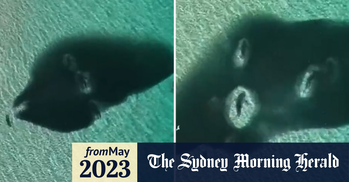 Video: Sharks spotted feeding off Moreton Island