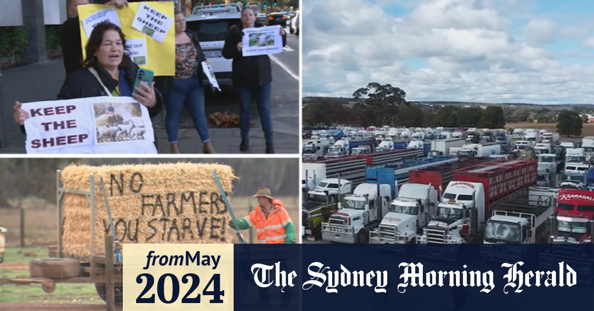 Video: Protests over sheep export ban