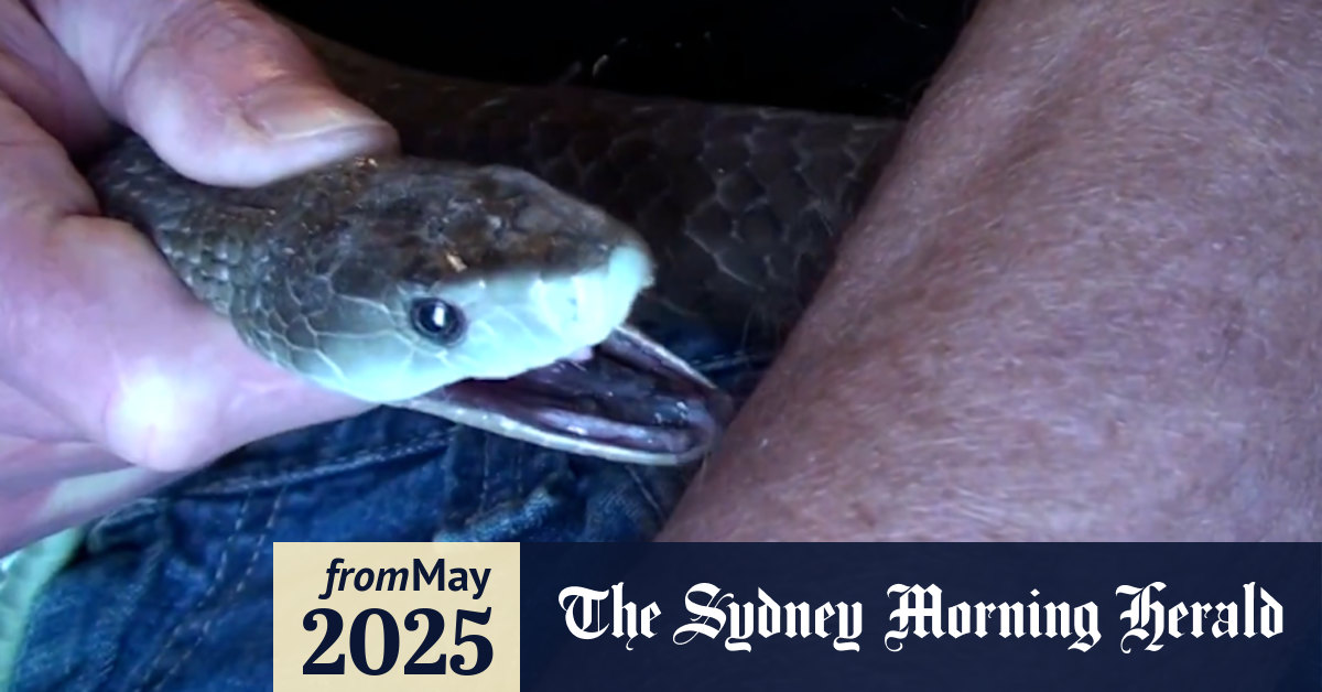 Video: Tim Friede exposes himself to venomous snakebites