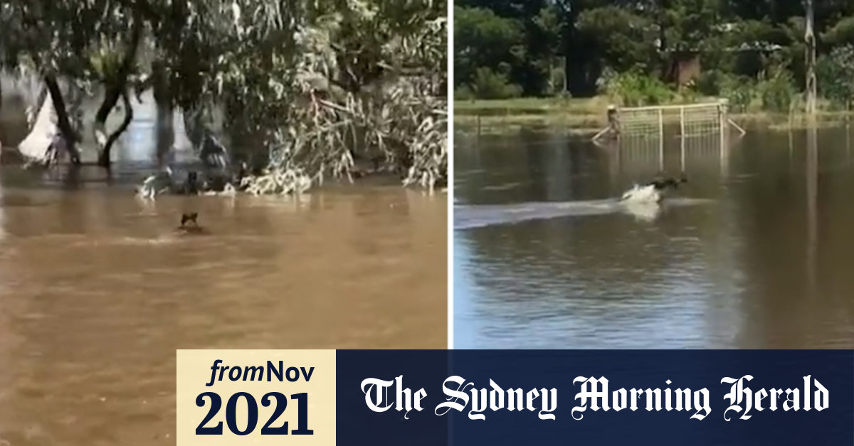Video: Kangaroo spotted in floodwaters in Forbes