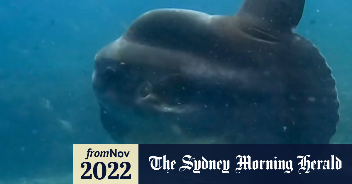 Video: Rare sunfish filmed by diver in Sydney
