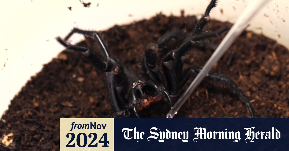 Video: Sydneysiders warned that funnel-web spiders are bound to pop up