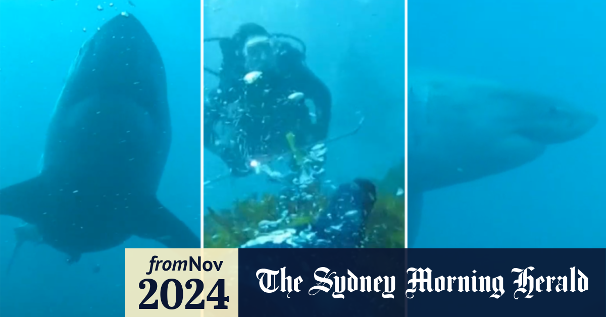 Video: Four-metre great white shark circles two divers in WA