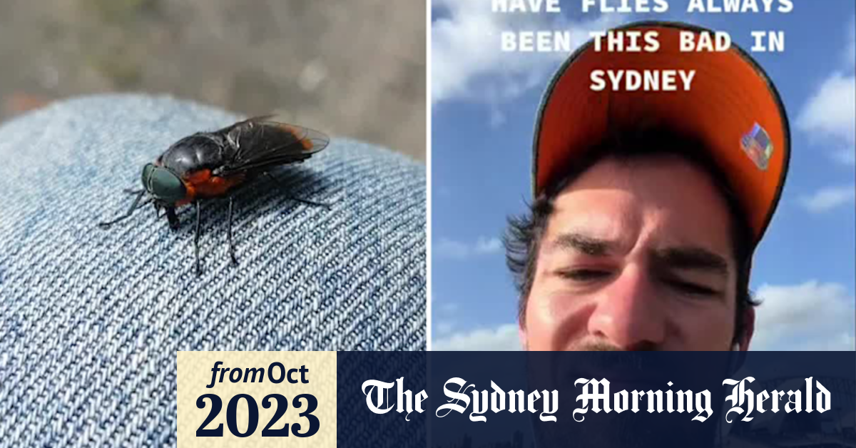 Video: Why is Sydney being swarmed with flies?