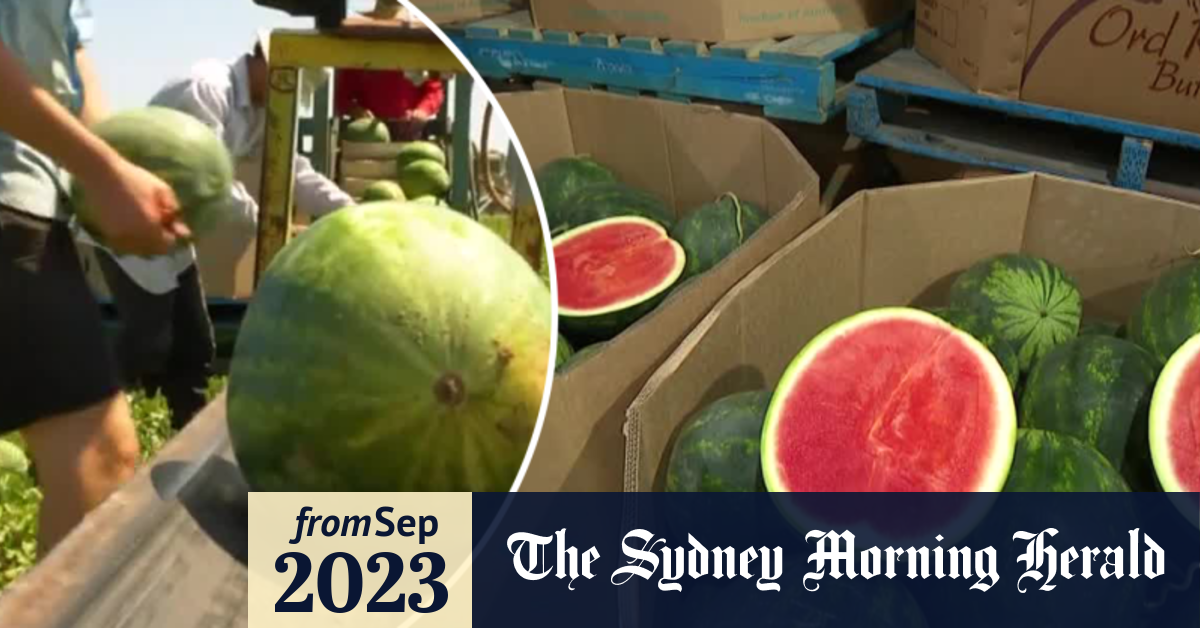 Video: Watermelon prices spike