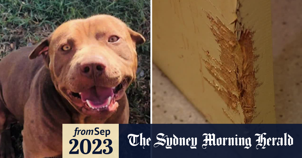 Video: Two people hospitalised after dog attack