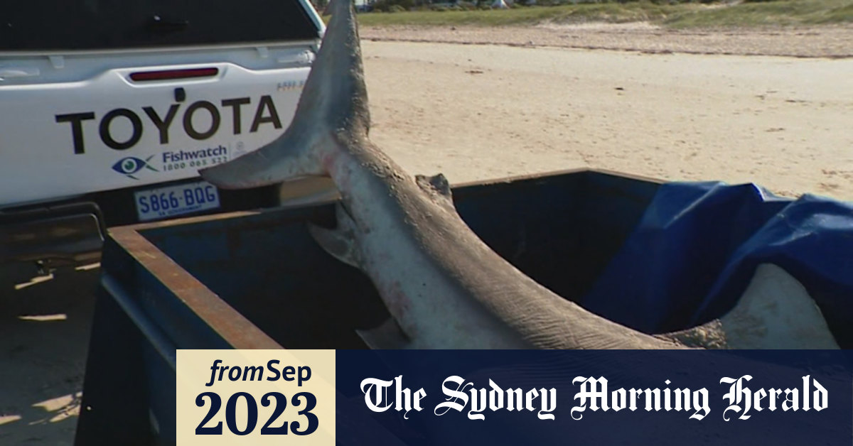 Video: Dead shark washes up on South Australian beach