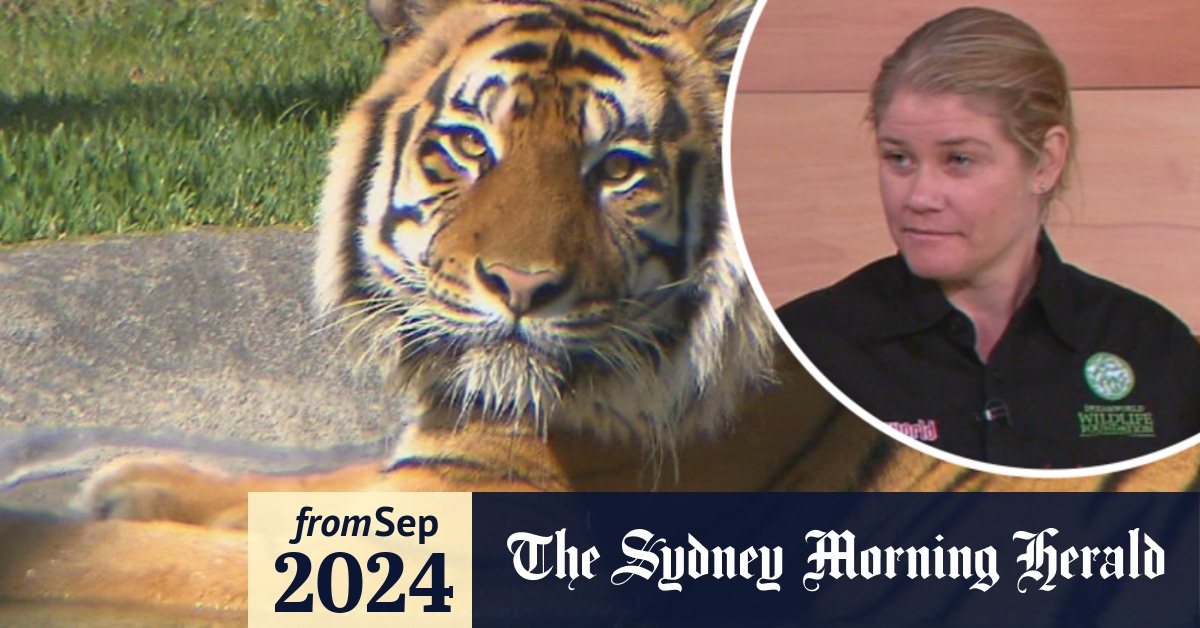 Video: Senior tiger handler mauled at Dreamworld