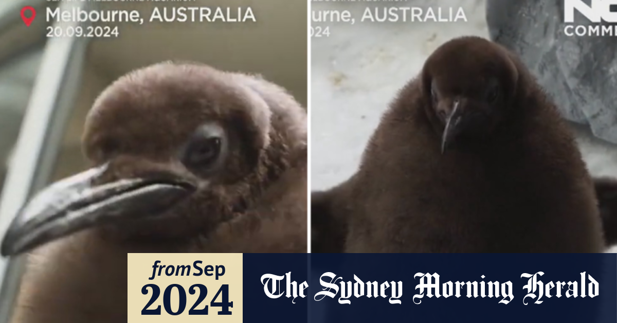 Video: Pesto, Melbourne's 'chunky' baby penguin, melts hearts