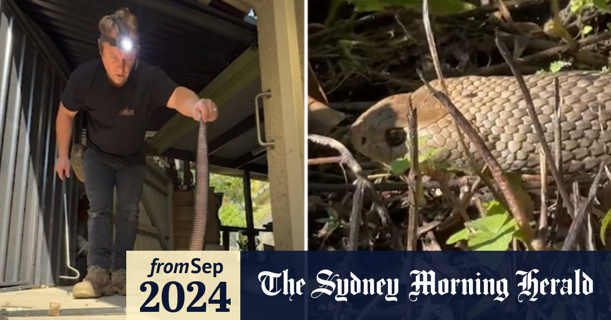 Video: Warm weather brings early spike in snake activity