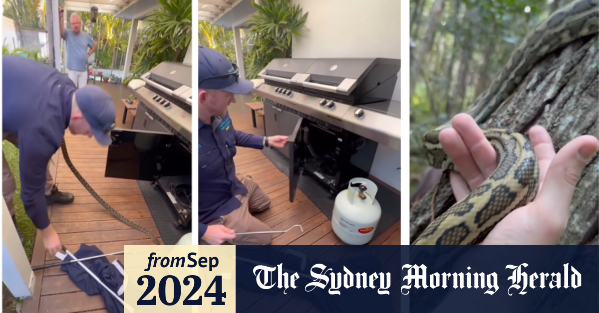 Video: Snake catcher wrangles carpet python found in outdoor barbecue
