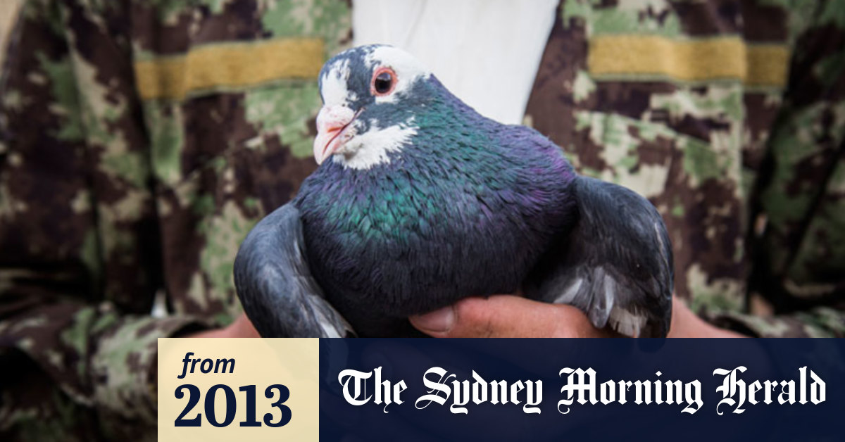 Using pigeons to avoid government surveillance is not as crazy as it sounds