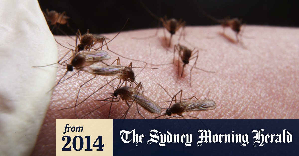 Mosquitos expected to swarm Sydney due to ideal breeding conditions