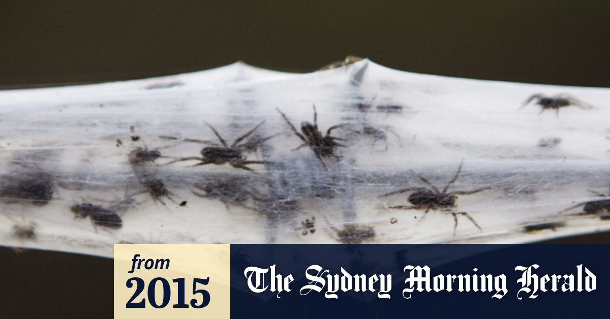 Raining spiders in Goulburn? Entirely possible, scientist says
