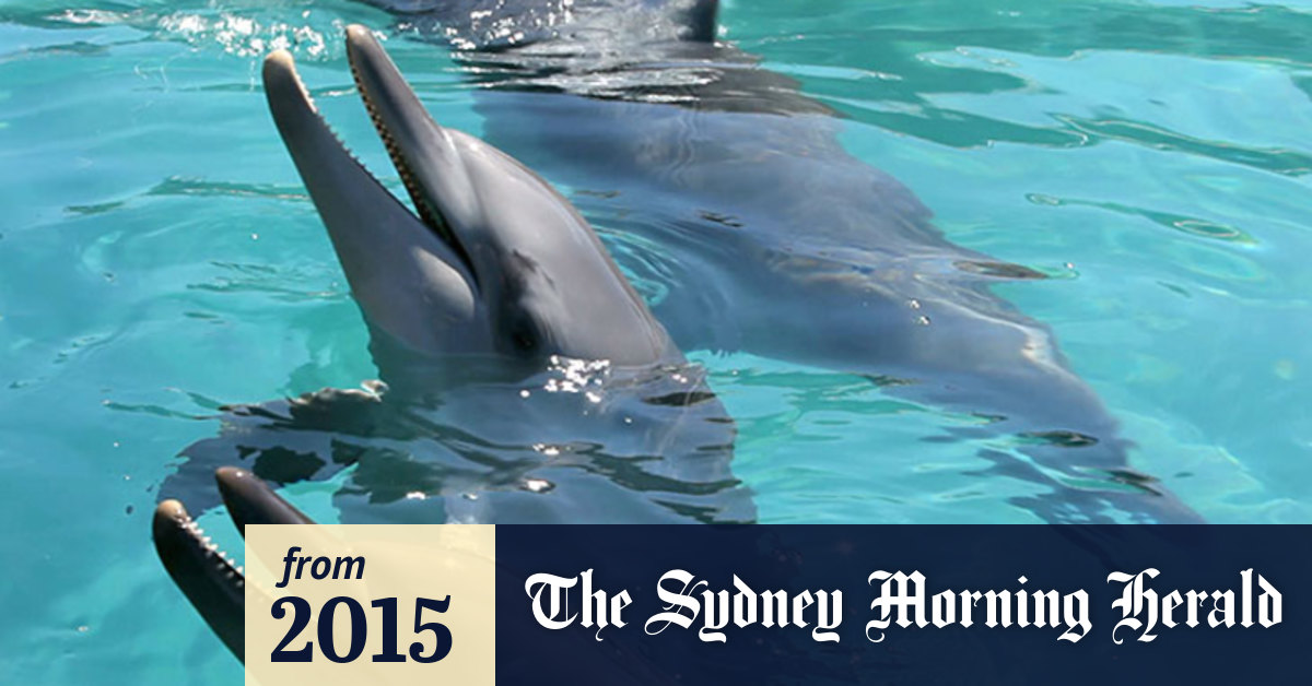 Video: Saving dolphins in captivity