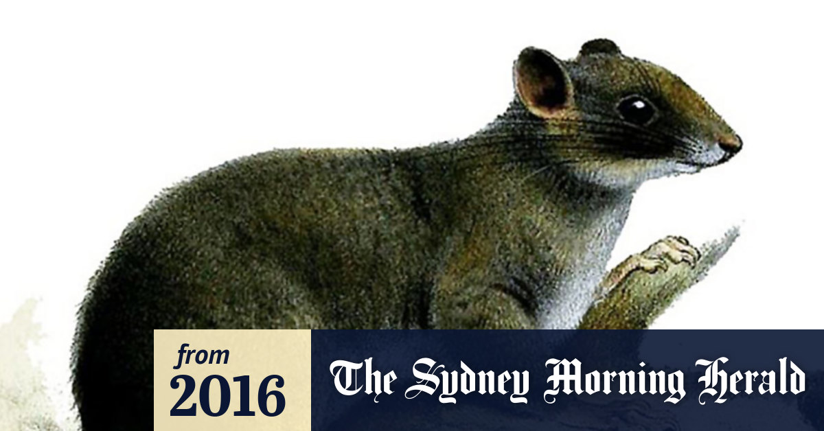 Introducing Zenkerella, the world's most mysterious mammal