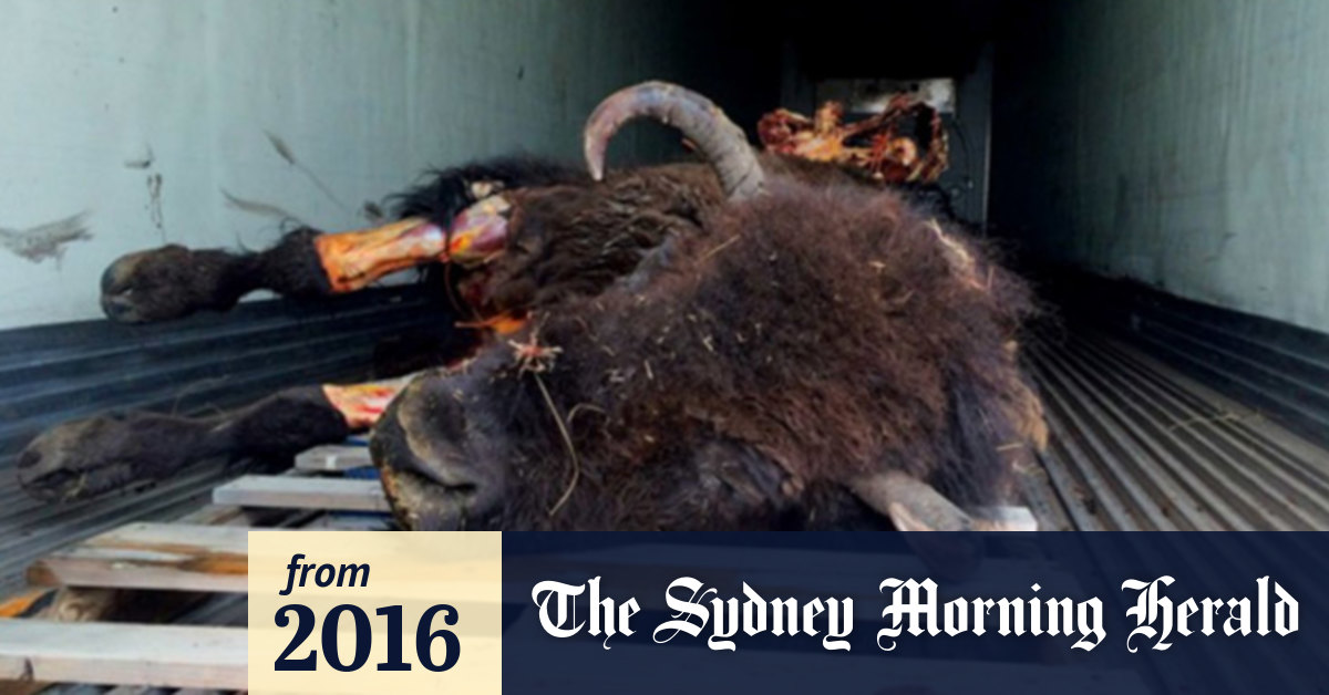 Video: Investigation into bison killed for film