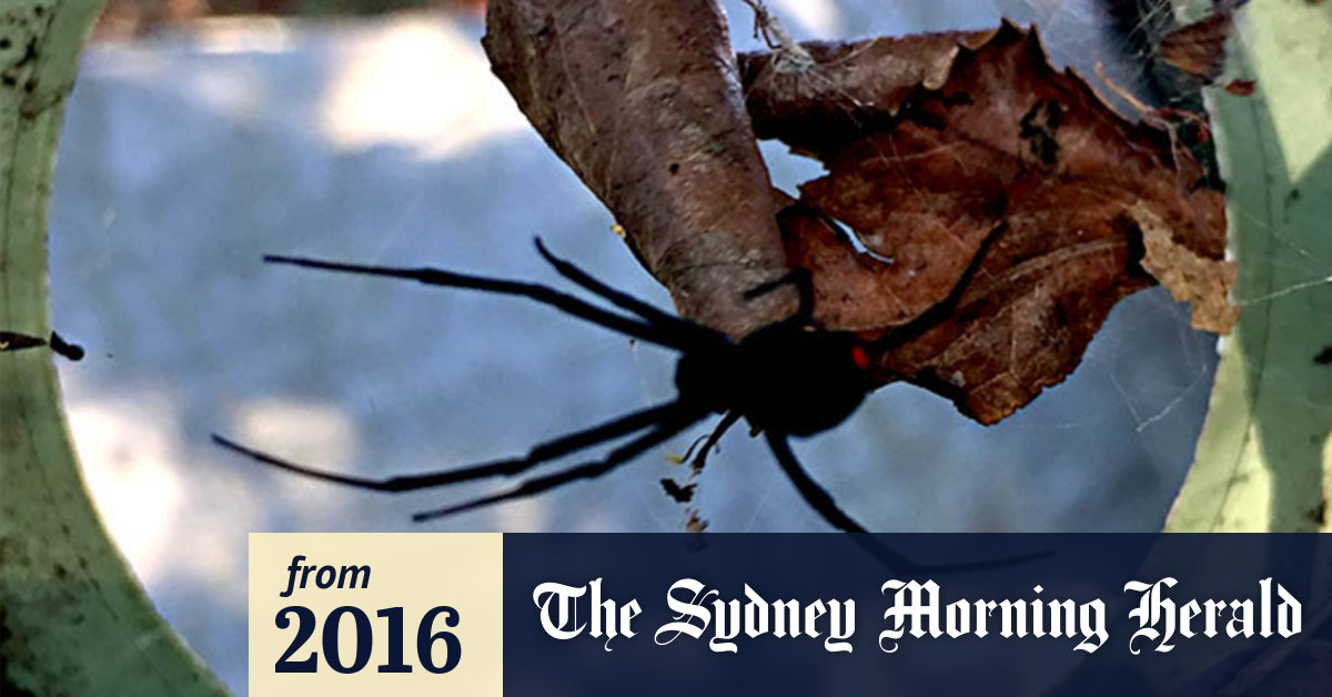 Video: Sydney's godzilla spider season