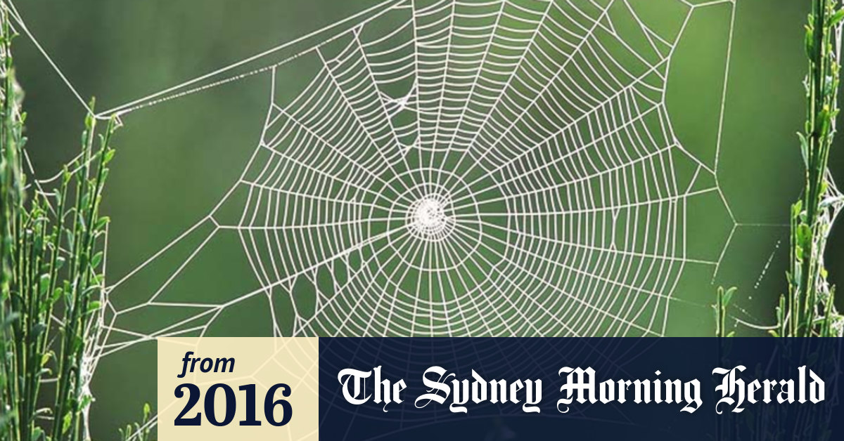 Video: Spider web secrets