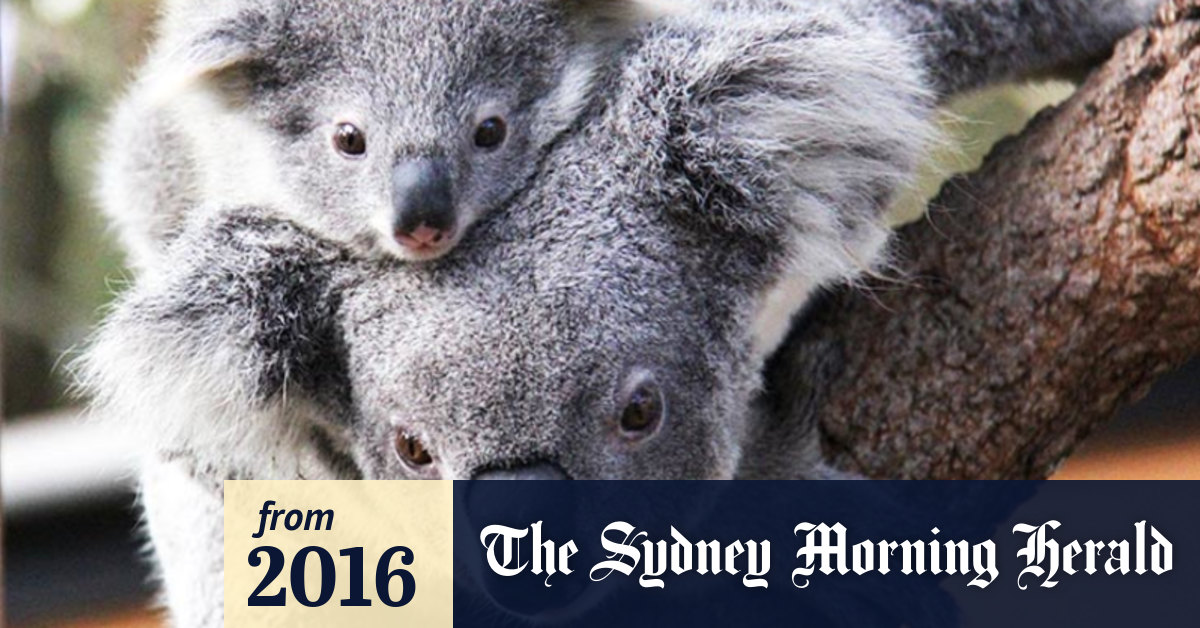 Video: Koalas: Not so dumb after all