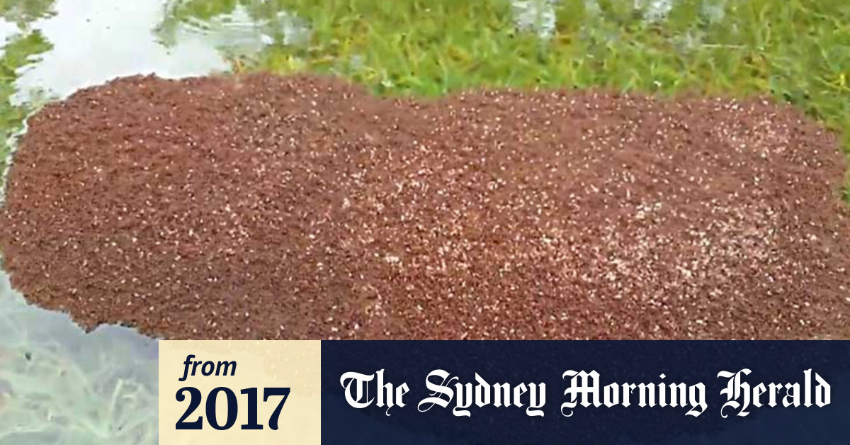 Video: Floating piles of fire ants appear in Texas